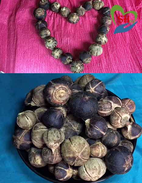 How To Use Goron Tula Fruit For Vagina Cleansing, Tightening - So Healthy