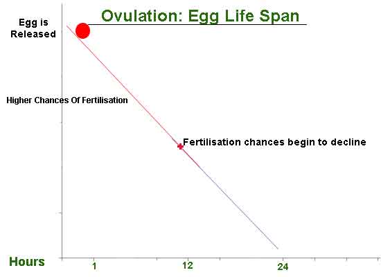 Ovulation: How To Know When Egg Is Released For Fertilisation - So Healthy