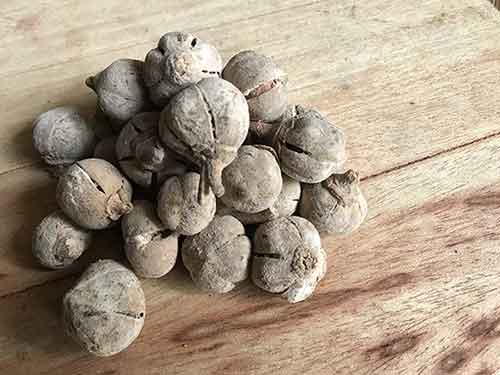 How To Preserve Goron Tula To Keep It Fresh | So Healthy