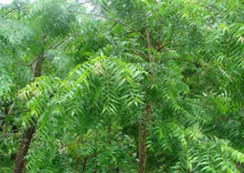 Neem As Contraceptive: How It Works [Dogonyaro] | So Healthy