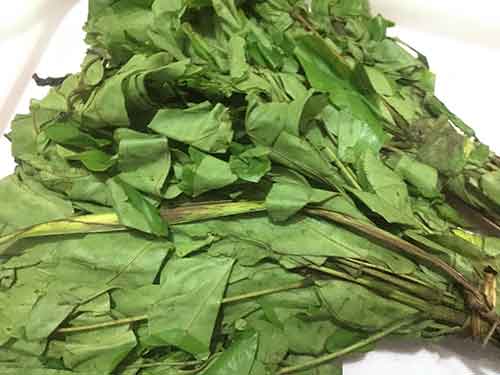 Oha Leaf: 12 Health Benefits | How Oha Saves You From Toxins | So Healthy