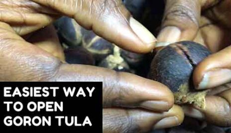 How To Plant Goron Tula - So Healthy