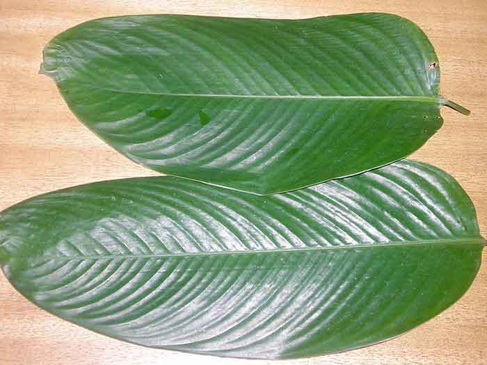 Thaumatococcus Daniellii: Why Old Parents Prefer Moi Moi In Ewe Eran ...