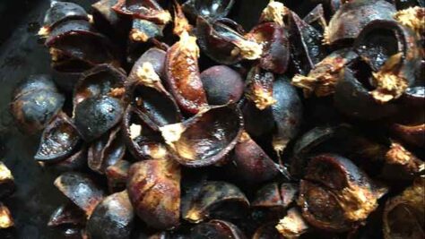 25 Things You Should Know About Goron Tula | So Healthy